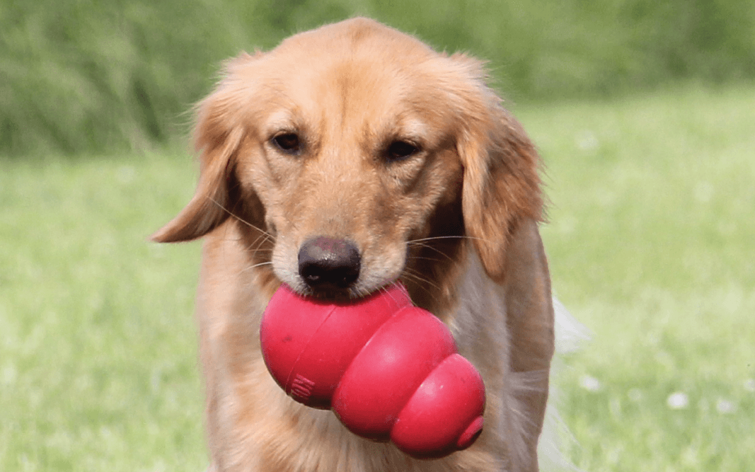ALL DOG TOYS – Kong Company